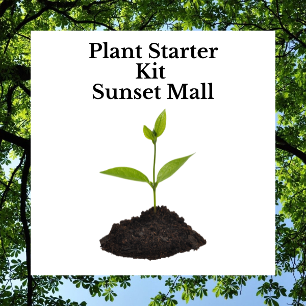 Plant Starter Kit | Sunset Mall